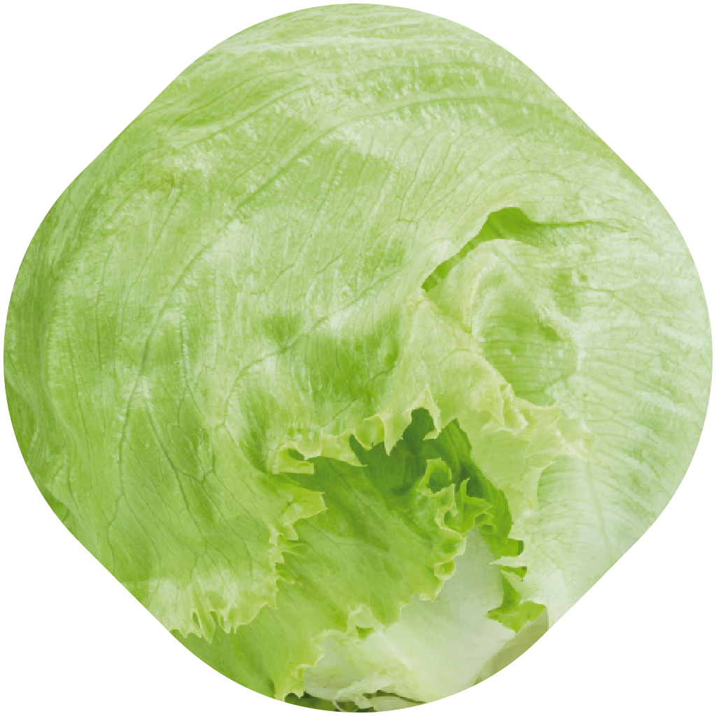 Lechuga iceberg: Todos sus beneficios - Deilor Sociedad Cooperativa Agraria